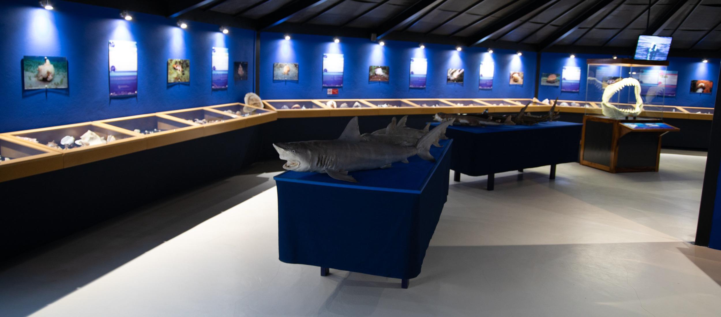 Le musée de la mer / Musée marin & coquillage en Martinique Le musée de la mer / Musée marin & coquillage en Martinique