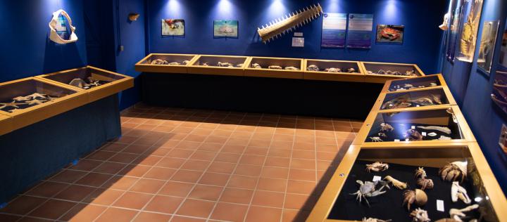 Le musée de la mer / Musée marin & coquillage en Martinique