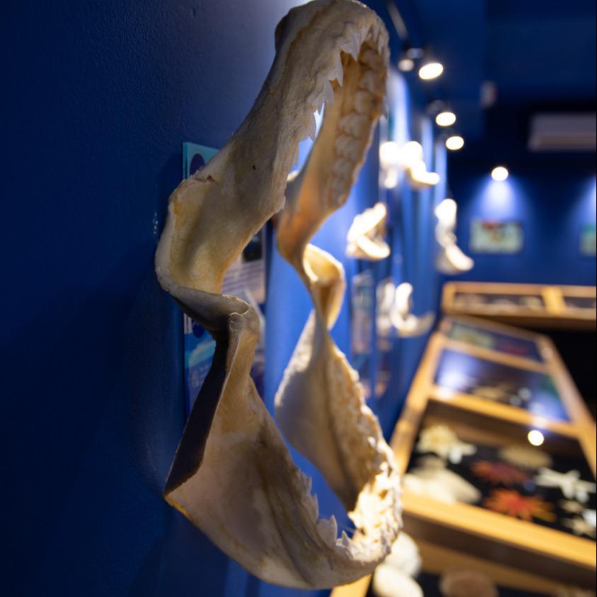 Le musée de la mer / Musée marin & coquillage en Martinique